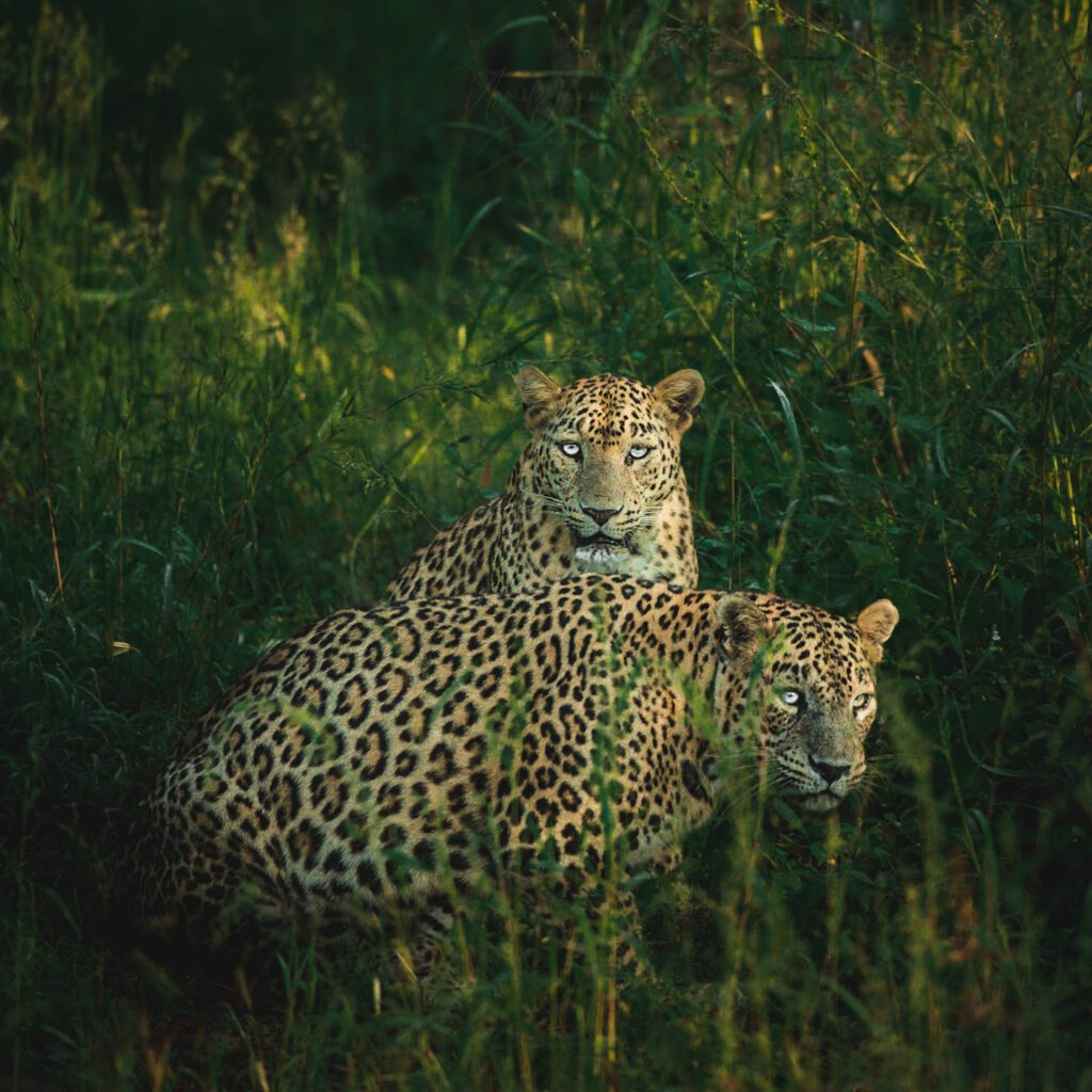 5 Reasons Why Aarey Forest Is Important To Mumbai - Earth Brigade ...