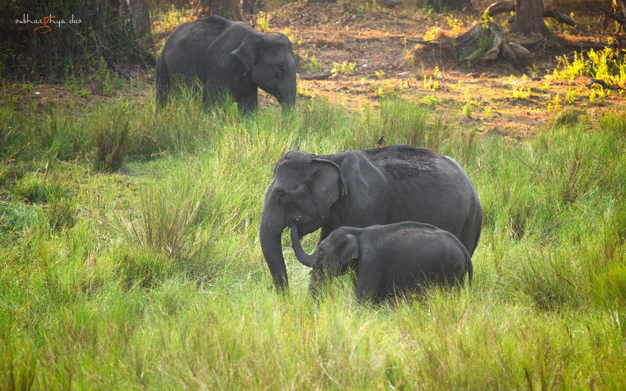 Wildlife Trafficking In India - Earth Brigade Foundation